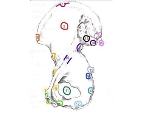 Innominate Bone Internal Right Quiz