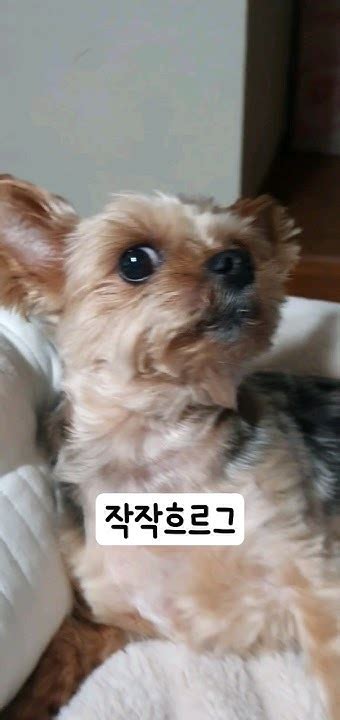 보호자가 또 이상한 걸 보고 왔다 Feat 정중한 거절 L 요크셔테리어 요키 Yorkshireterrier Yorkie Youtube