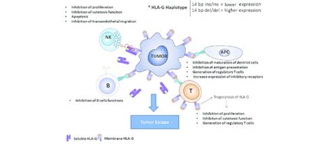 HLA G Polymorphism And Properties Towards Immune Cells The 3 0 UTR Download Scientific