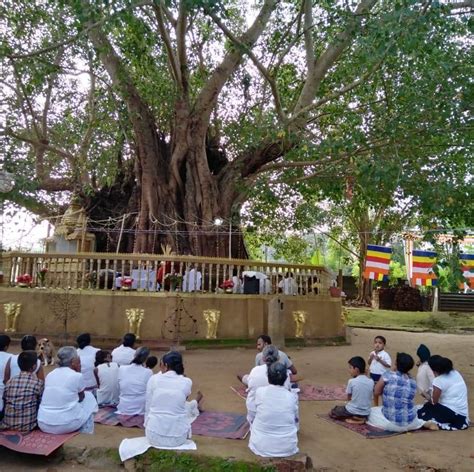 පුරාණ කොට බෝධිය බිබිල