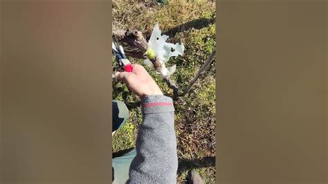 გადამყნობილი ვაზის გასხვლა Youtube