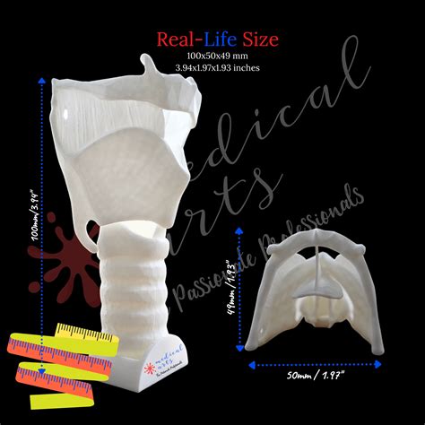 3d Larynx And Trachea Anatomy Windpipe • Mavenfair