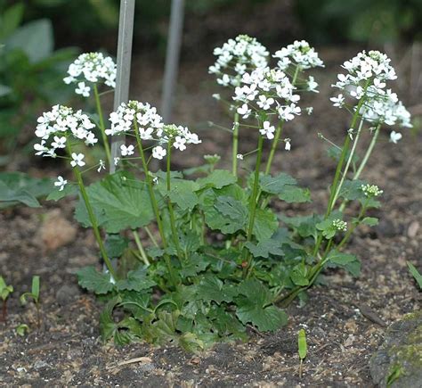 Pachyphragma Macrophyllum 12 18 Inches In Flower Spring Shade Groundcover Evergreen