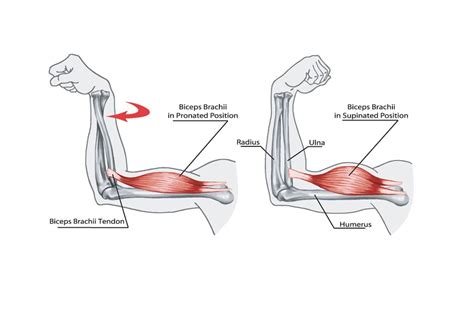 Supinated Curls Your Ultimate Guide To Building Bicep Strength Flex Ai