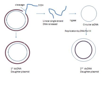 Rolling Circle Replication