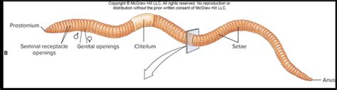 Invertebrates Lab Practical Final Flashcards Quizlet
