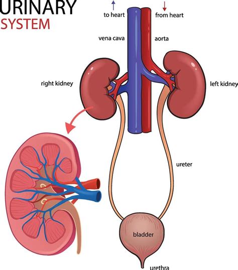 Excretory System Organs Coloring Pages [2025]