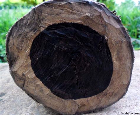 چوب آبنوس عطر و ادکلن با رایحه اش