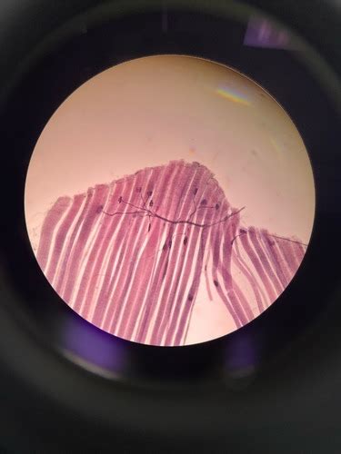 Anatomy Lab Test Flashcards Quizlet Anatomy Lab Test Flashcards Quizlet