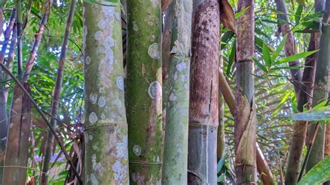 Premium Photo Bamboo Tree Trunks