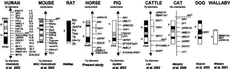 An Overview Of The Comparative Status Of Y Chromosome Maps In Several Download Scientific