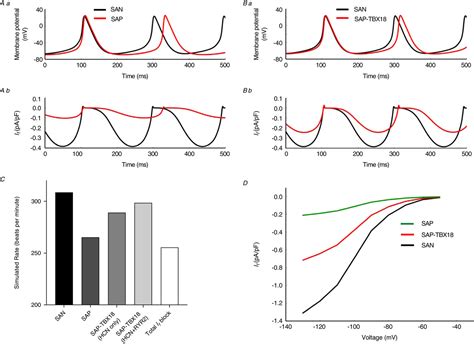 Tbx18 Overexpression Enhances Pacemaker Function In A Rat Subsidiary Atrial Pacemaker Model Of