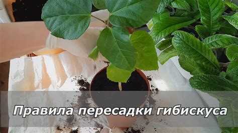 Гибискус. Правила пересадки. - YouTube
