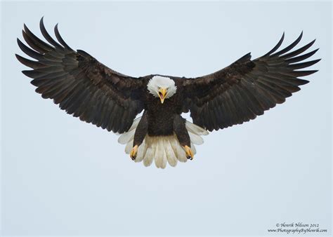 Bald Eagle Eagle Eagles