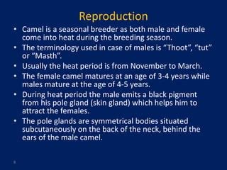 Reproduction In Camel PPTX