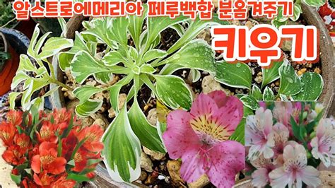 알스트로에메리아 페루백합 분옴겨주기 키우기 Youtube