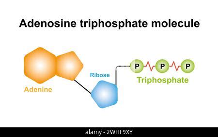 ATP ADP Cycle Illustration Stock Photo Alamy