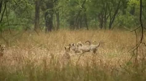 Mp Cheetah Introduction Improves Grassland Habitat Of Kuno National Park
