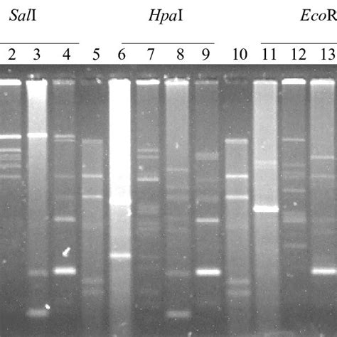 The Electrophoregram Of The Restriction Fragments Of E Carotovora Download Scientific Diagram
