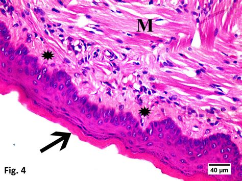 Tongue Slide Histology