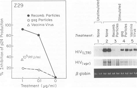 presence of the hiv 1 envelope glycoprotein is necessary for the