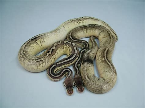 rare ball python morphs 2011 2012 available
