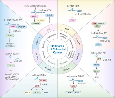 Long Non Coding RNAs In Colorectal Cancer Novel Oncogenic Mechanisms And Promising Clinical