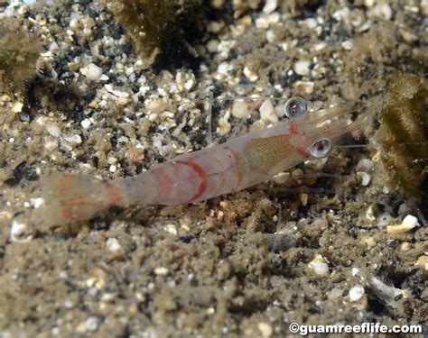 Processids Guamreeflife