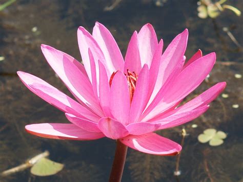 Our Beautiful World Lotus