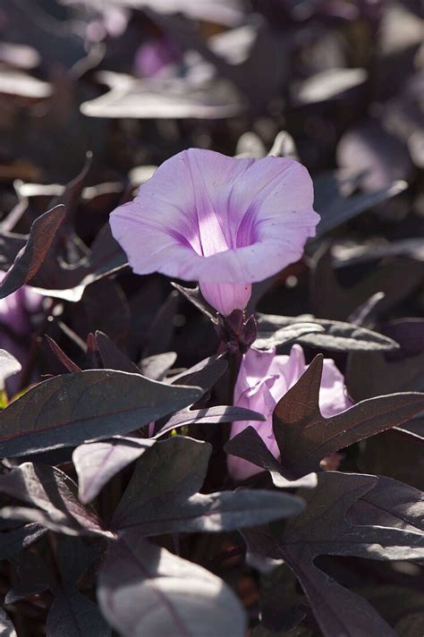 Ipomoea Sweet Caroline ‘Purple’ … – Bild kaufen – 12172974 Image ...