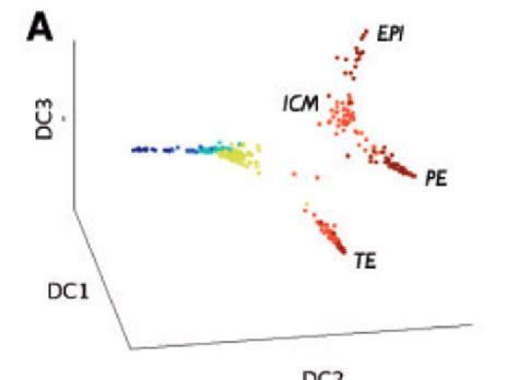 Diffusion Maps For High Dimensional Single Cell Analysis Of Differentiation Data GLBIO 2019
