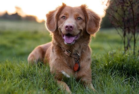 Pielęgnacją sierści psa Akcesoria do pielęgnacji GeoZoo