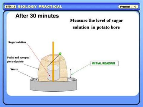 Study Of Osmosis By Potato Osmometer Biology Babes YouTube