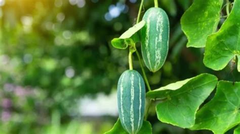 How To Grow Ivy Gourd In Garden Pot And Indoors From Seed Treeier