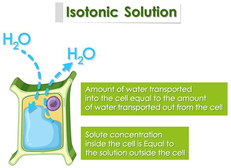 Diagram Showing Isotonic Solution 1235756 Vector Art At Vecteezy