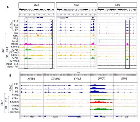 基因组浏览器igv介绍 哔哩哔哩