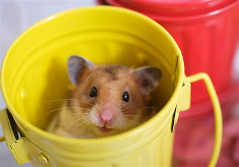 Neural Reward Circuit Determines Sexual Preference In Mice Weizmann Usa