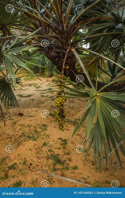 Palm Trees In Malindi In Eastern Kenya Stock Image Image Of Palms