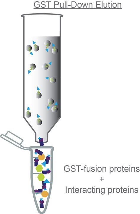What Is A Gst Pull Down Assay The Complete Overview With Protocols An Goldbio