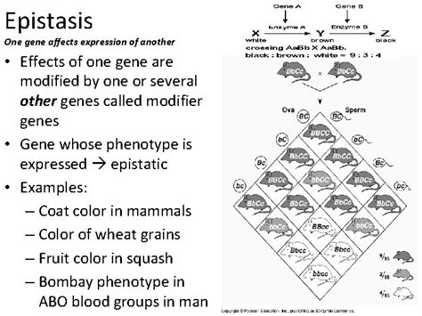 Genetics Ii Nonmendelian Inheritance Nonmendelian Genetics Codominance Incomplete