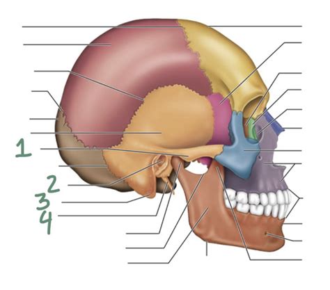 Temporal Landmarks Flashcards Quizlet