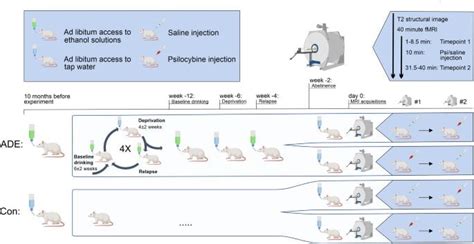 Abstract Psilocybin Induced Default Mode Network Hypoconnectivity Is