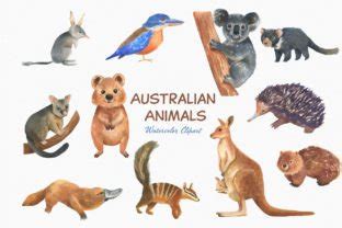 Australian Animals Watercolor Clipart Graphic By Joydigitaldesign By