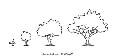 Tree Growing Process Development Stage Orchard Stock Vector Royalty