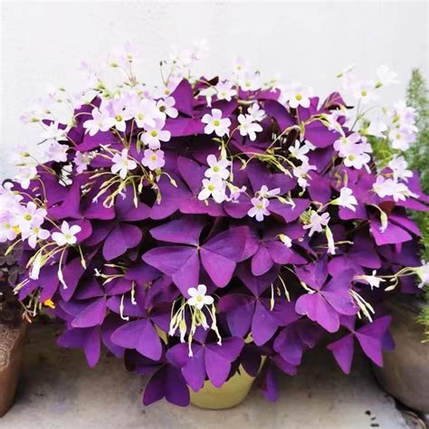 Purple Oxalis Triangularis
