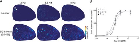 Effects Of Sniffing Frequency On Glomerular Response Sensitivity Ca 2 Download Scientific