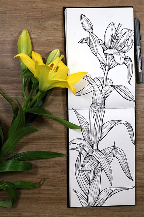 Lily Drawings In Pencil Step By Step