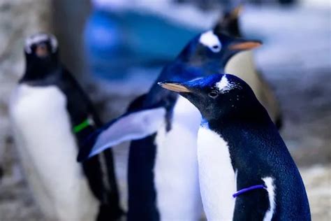 Same Sex Penguin Couple Raise First Ever ‘gender Neutral Chick At