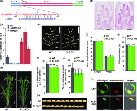 Phenotypes And Agronomic Traits Of Ospl3 Knockout Pl3 Ko Lines Os