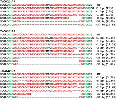 Representative Indel Mutations In Tackx2‐1 From T0 Transgenic Plants Download Scientific